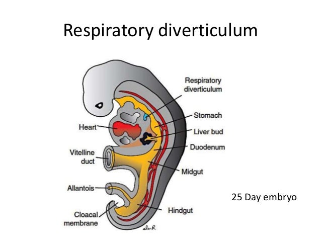 Development & anomalies respiratory system embryology