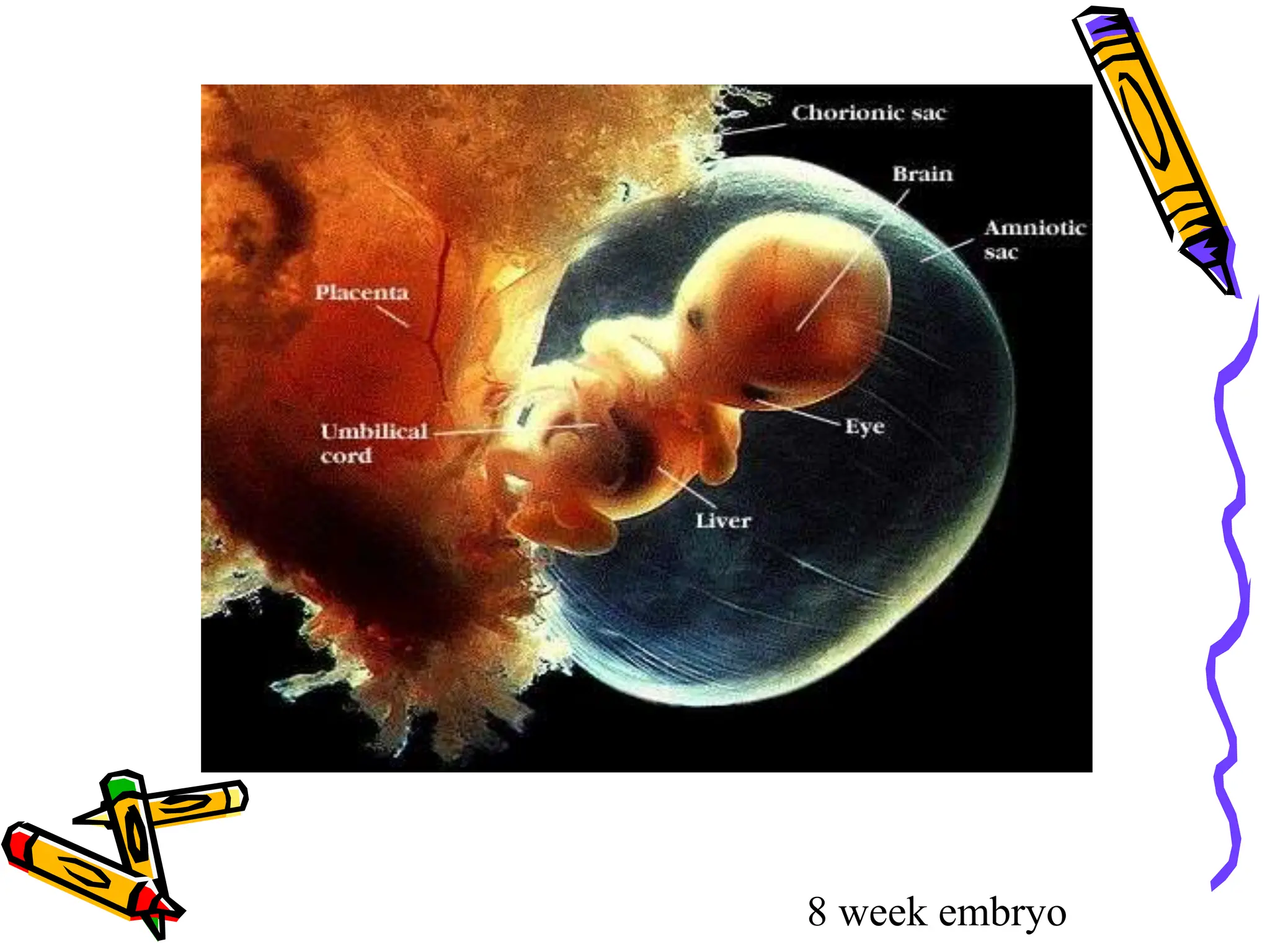 Life Span Developmental stages and details.ppt