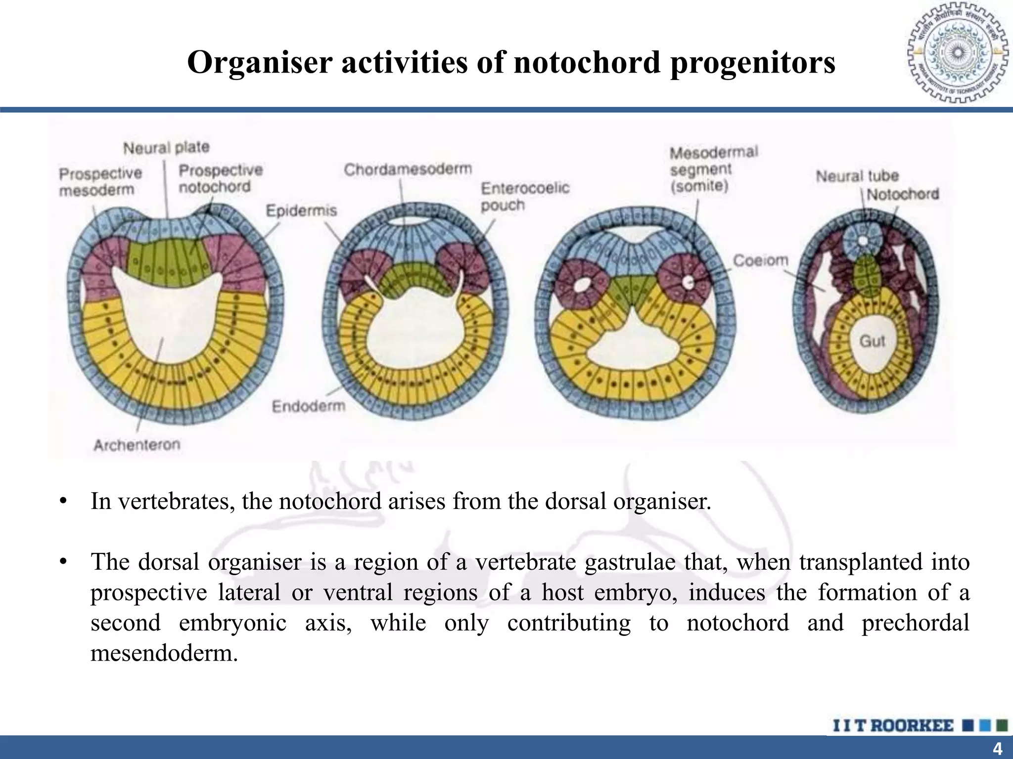 Development of Notochord in Animals | PPT