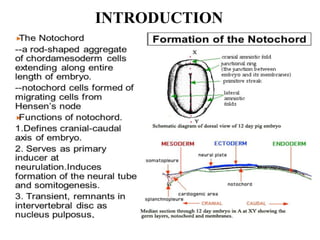 Development of Notochord in Animals | PPTX