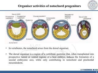 Development of Notochord in Animals | PPTX