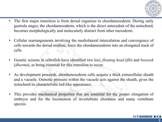 Development of Notochord in Animals | PPT | Free Download