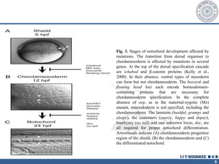 Development of Notochord in Animals | PPTX