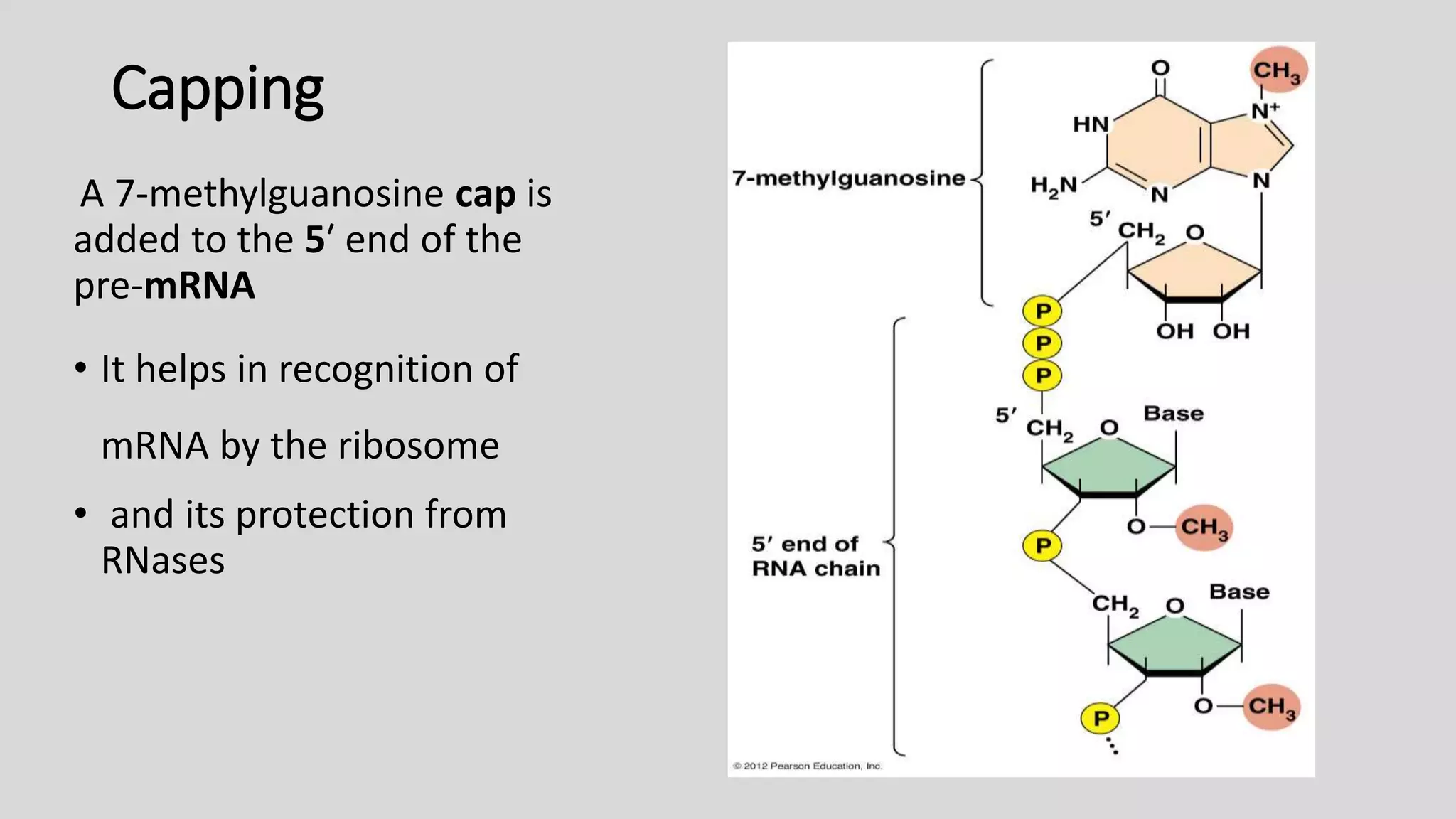 Development biology (rna processing and translational regulation of ...