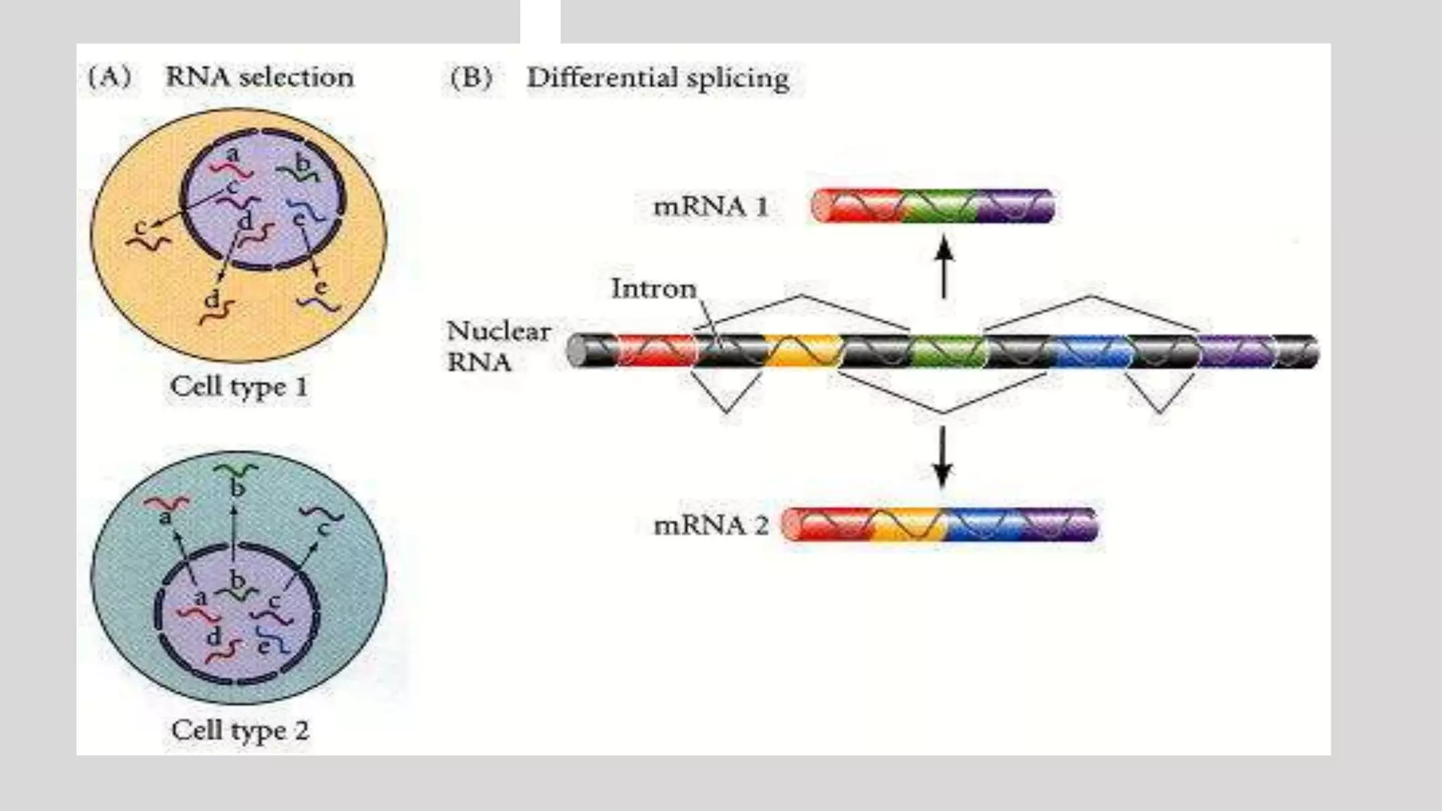 Development biology (rna processing and translational regulation of developmenttal process ) g3 ...