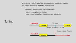 Development biology (rna processing and translational regulation of ...