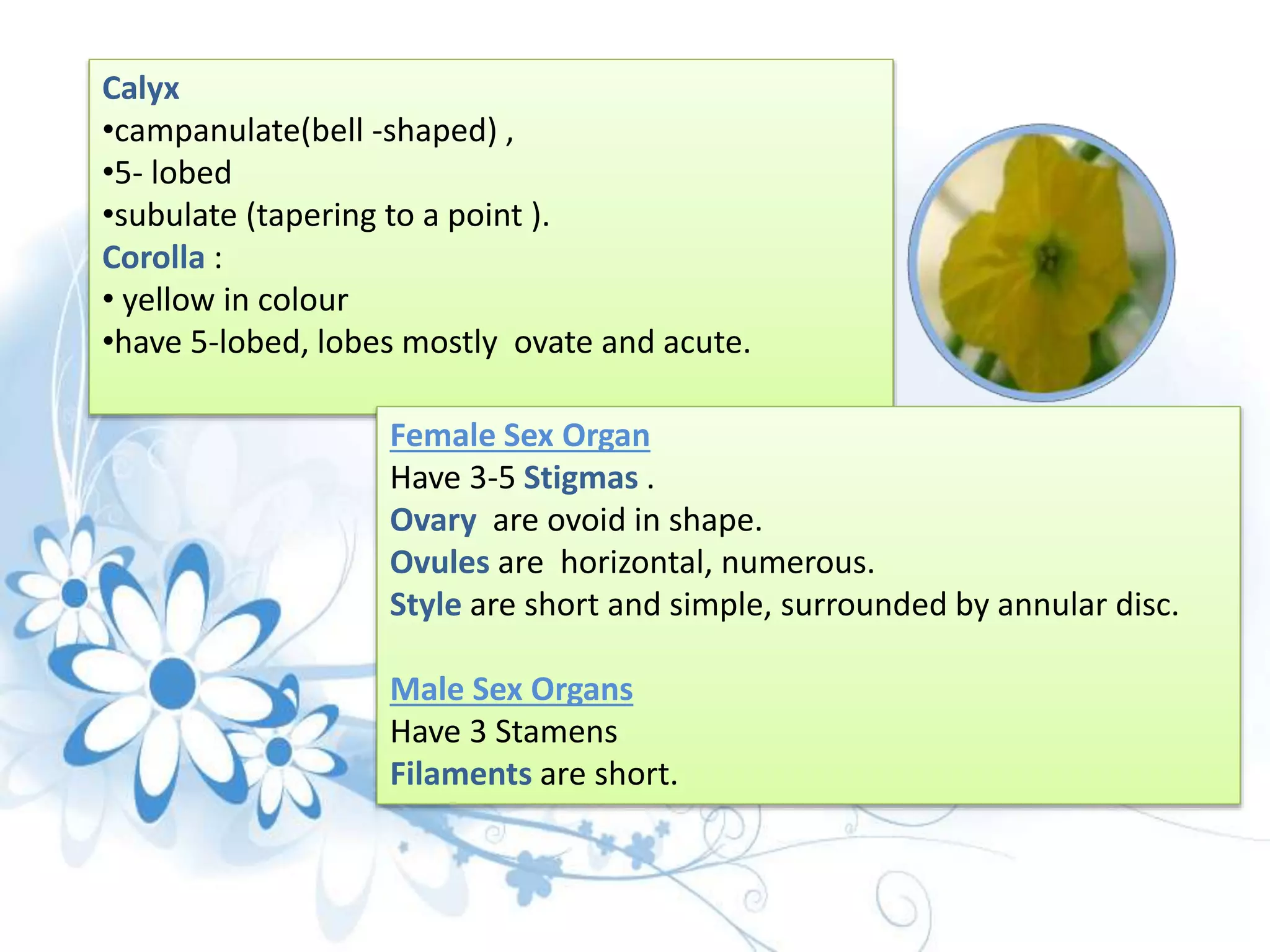 Development from flower to fruit of honey dew | PPTX