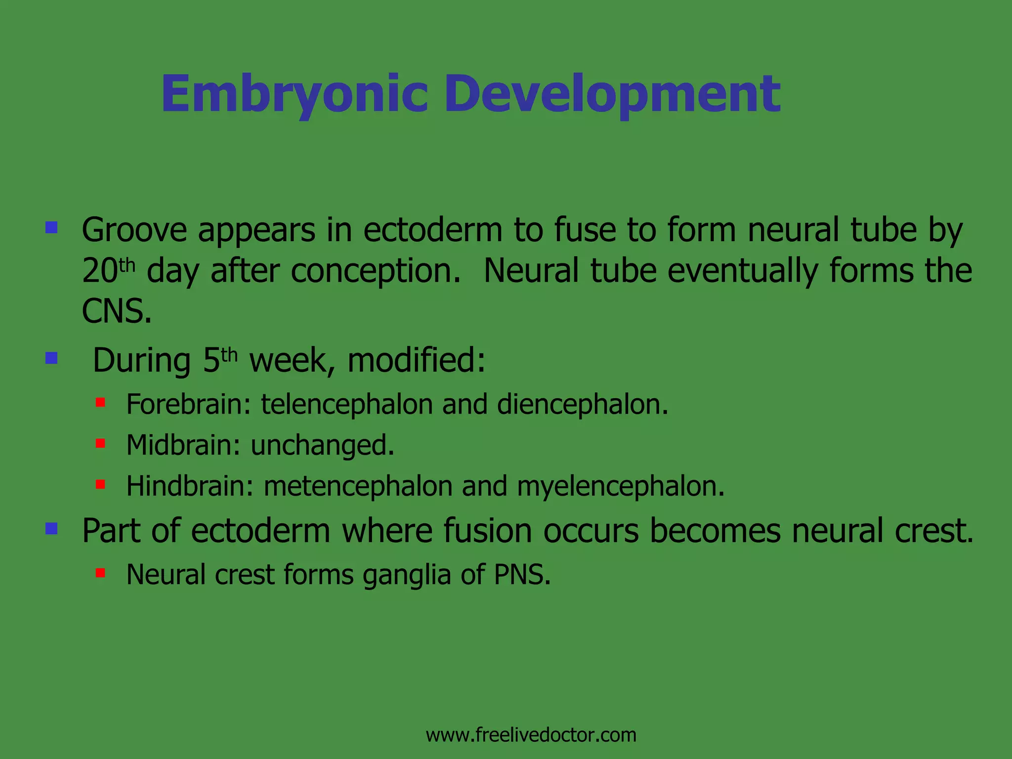Development& Functions Of Various Parts Of Cns | PPT