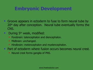 Development& Functions Of Various Parts Of Cns | PPT