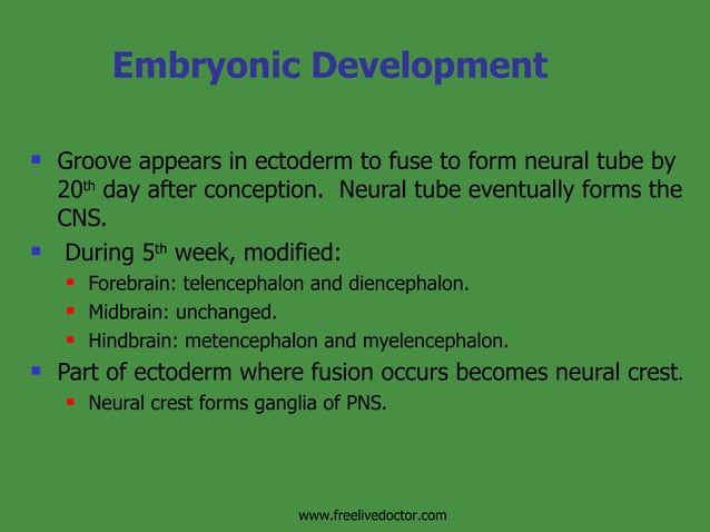 Development& Functions Of Various Parts Of Cns | PPT | Brain and ...