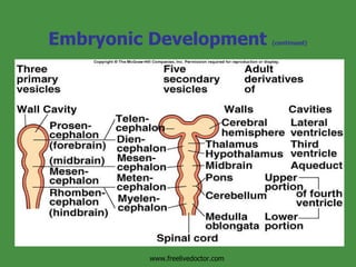 Development& Functions Of Various Parts Of Cns | PPT