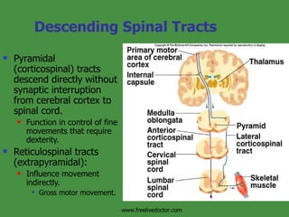 Development& Functions Of Various Parts Of Cns | PPT