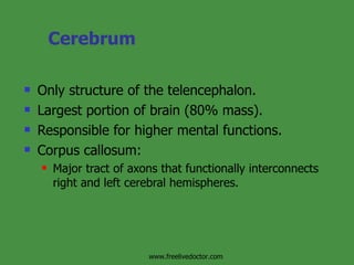 Development& Functions Of Various Parts Of Cns | PPT