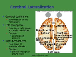 Development& Functions Of Various Parts Of Cns | PPT