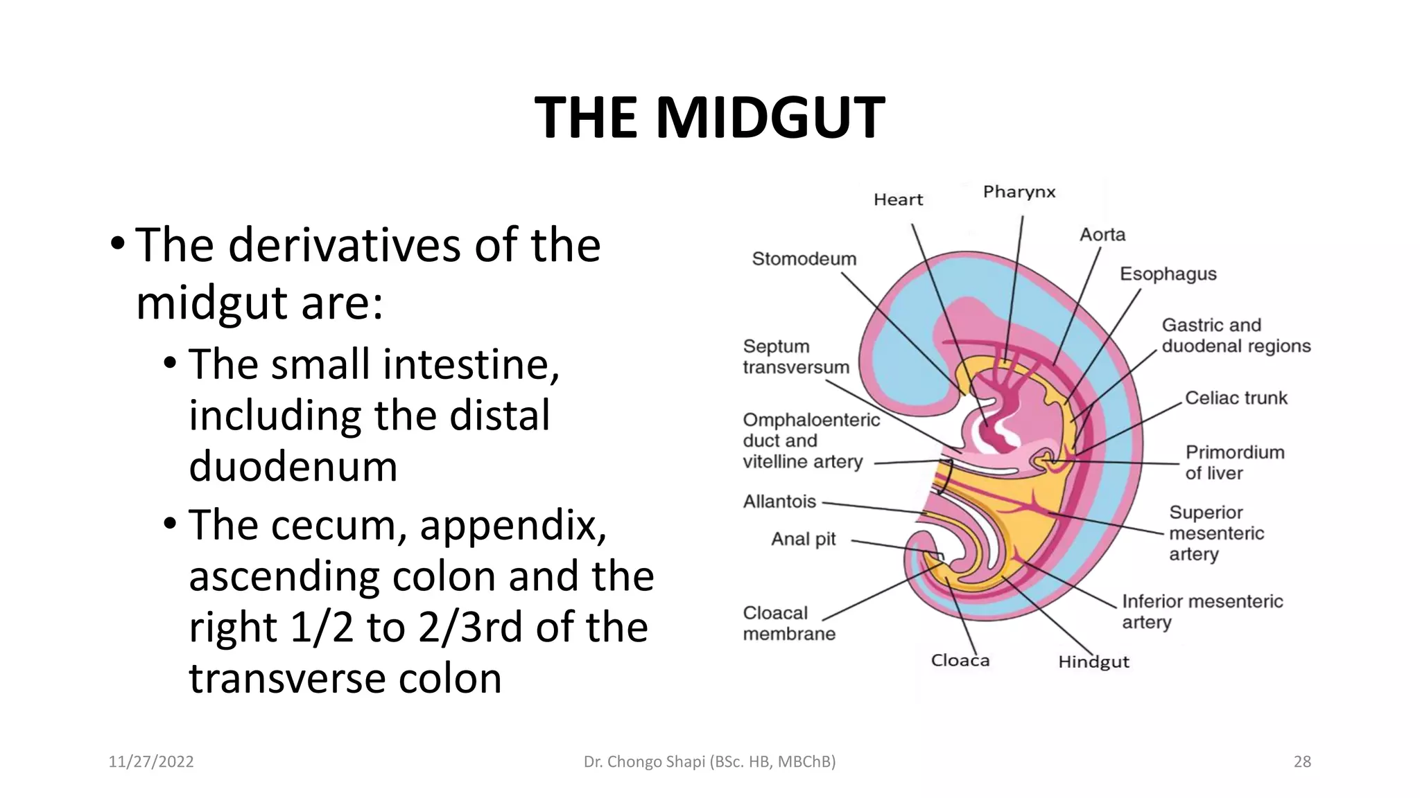 Development & histology of GIT & clinical considerations by Shapi. MD.pdf