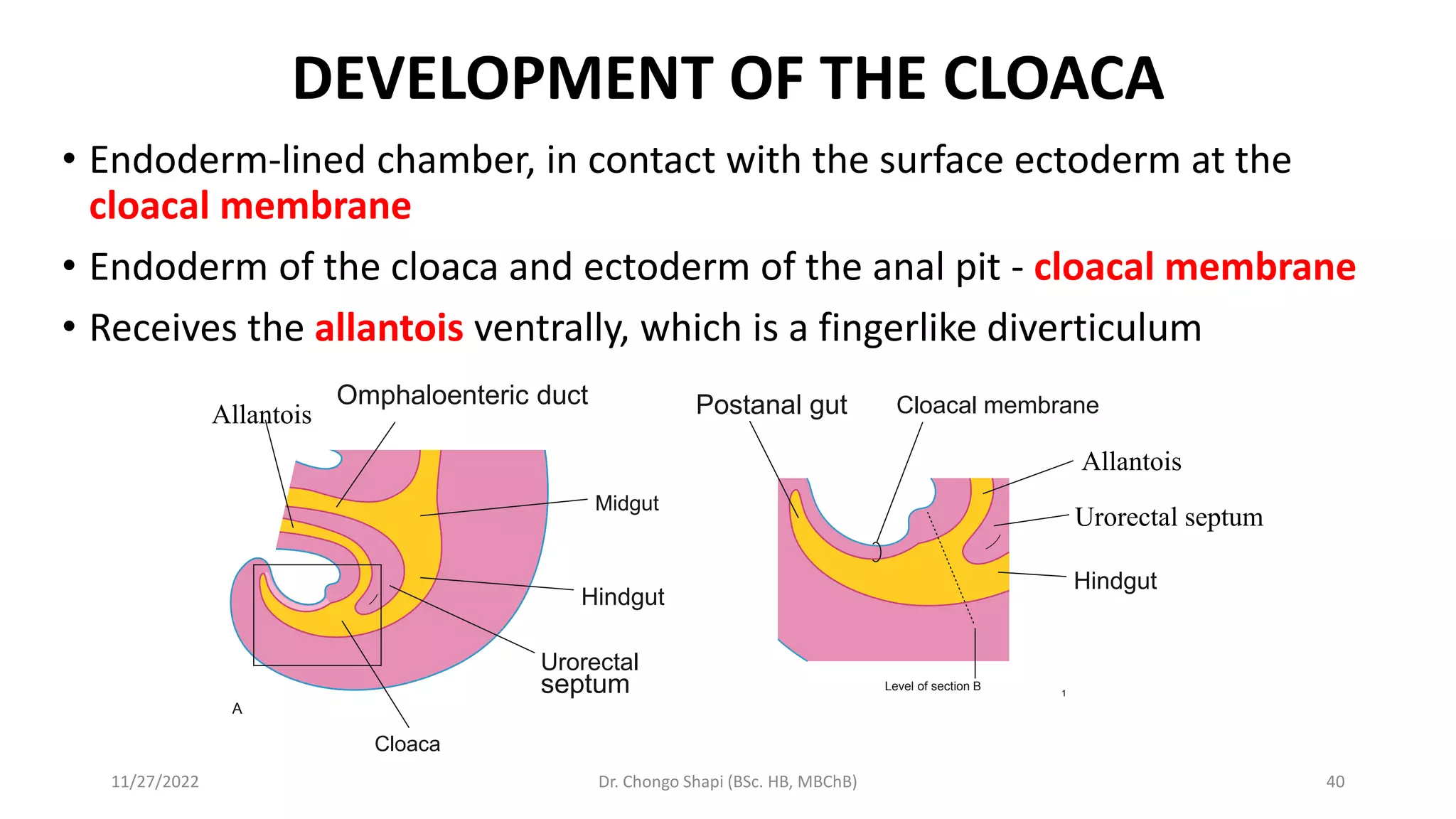 Development & histology of GIT & clinical considerations by Shapi. MD.pdf