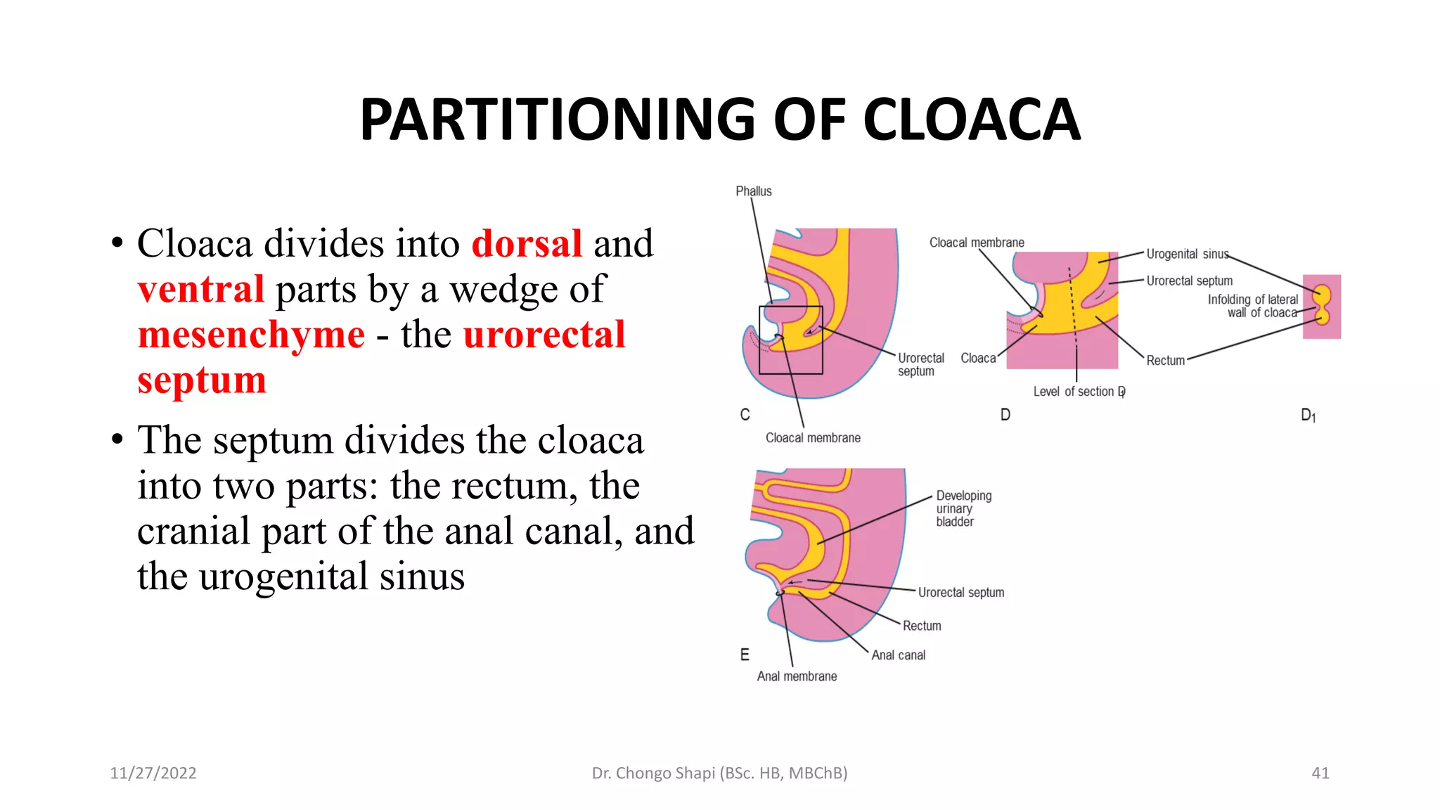 Development & histology of GIT & clinical considerations by Shapi. MD.pdf