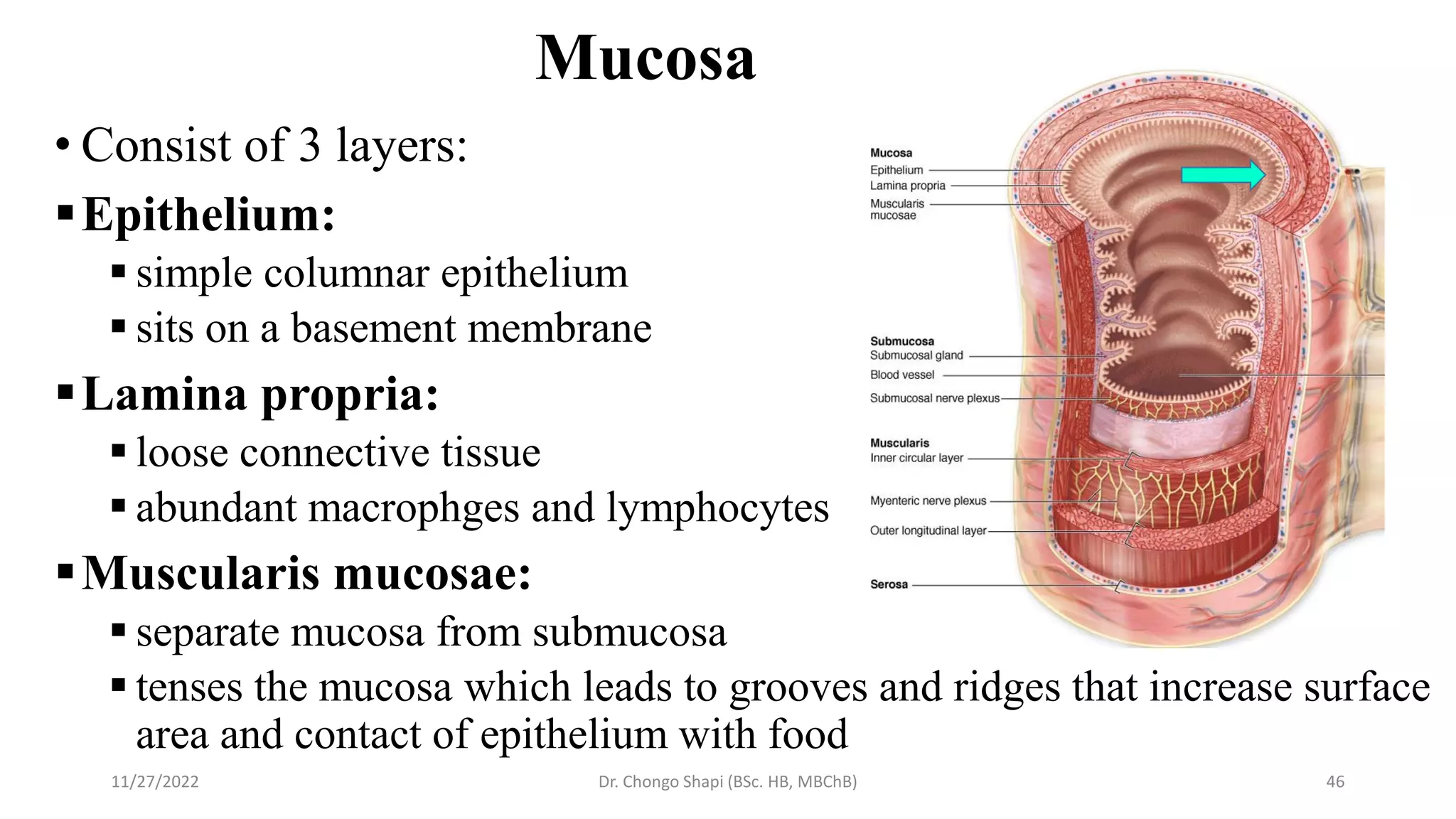 Development & histology of GIT & clinical considerations by Shapi. MD.pdf