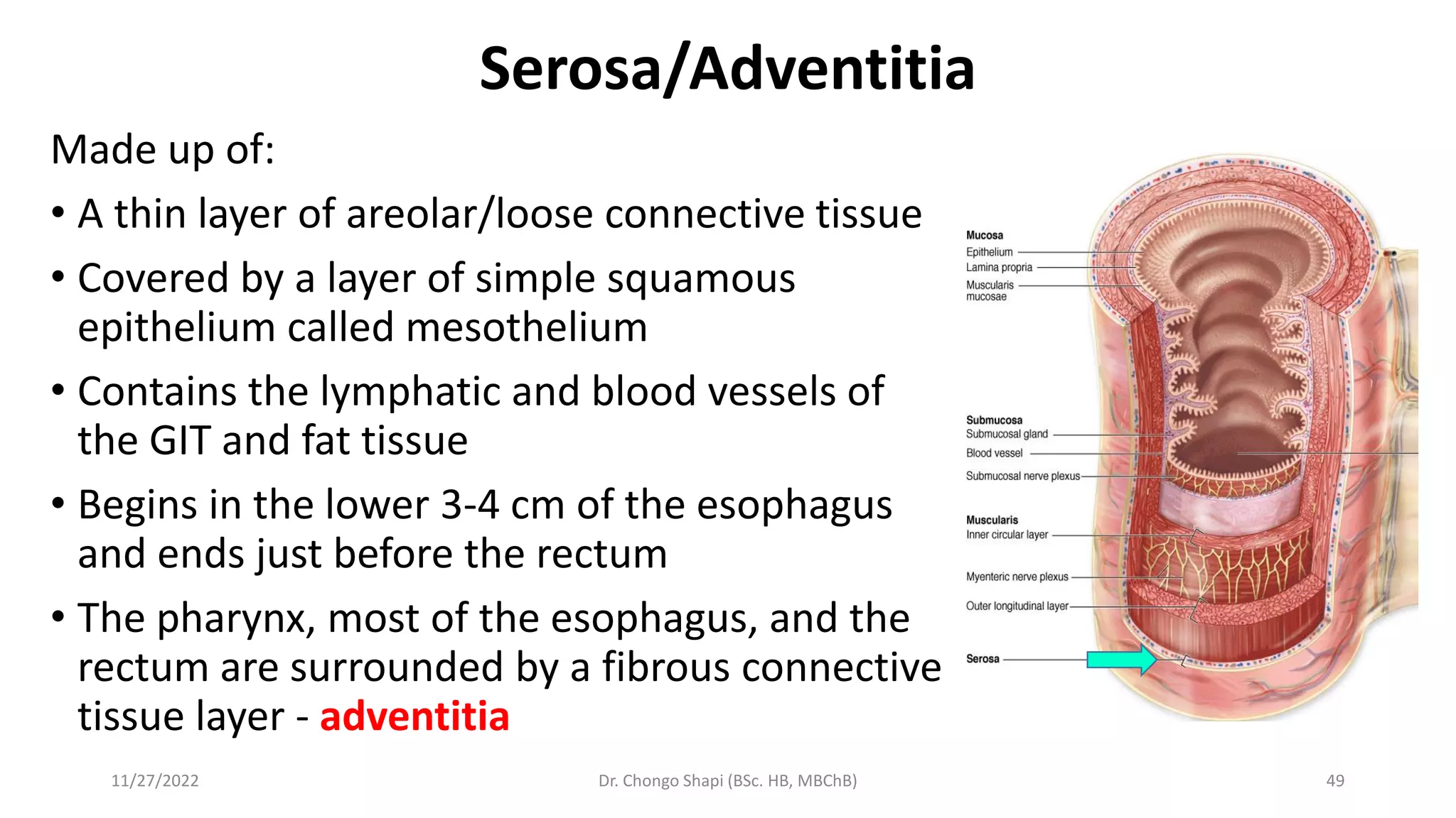 Development & histology of GIT & clinical considerations by Shapi. MD.pdf