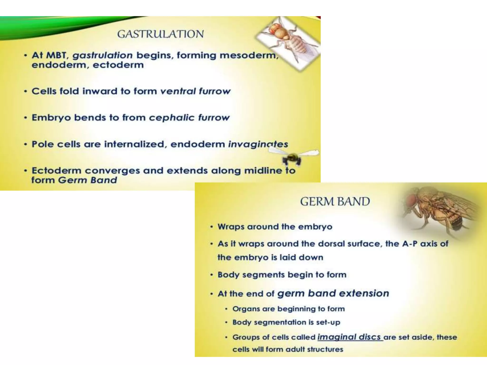 Development in drosophila ppt | PPTX