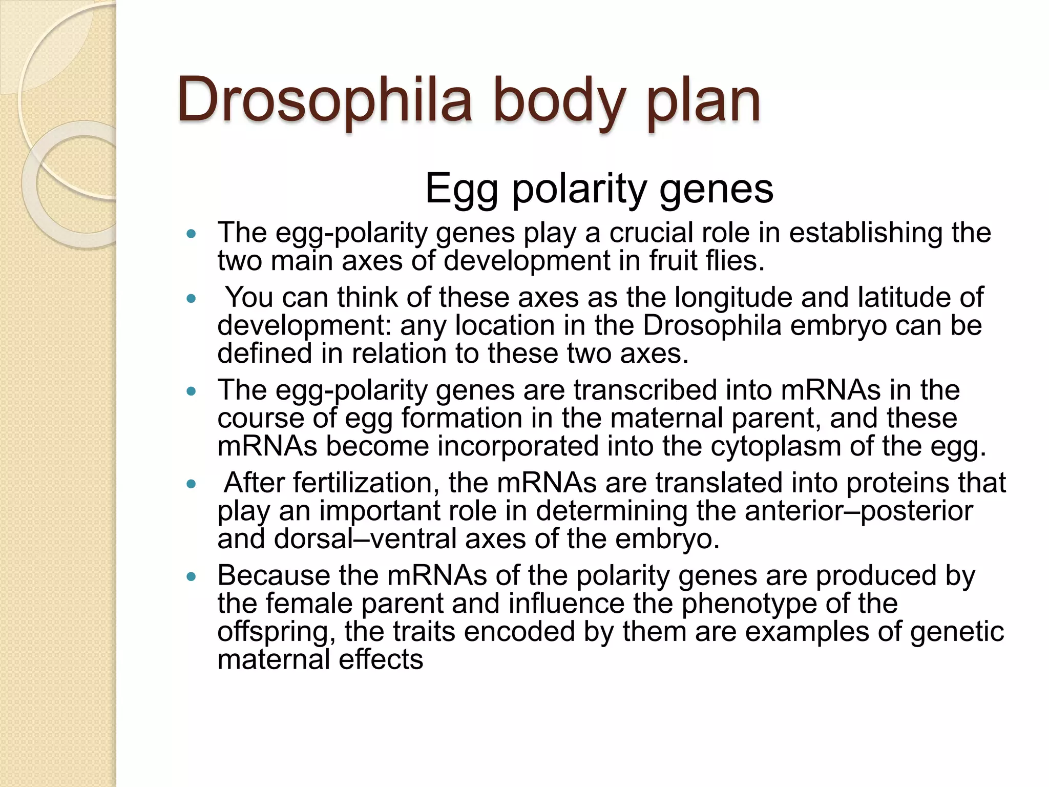 Development in drosophila ppt | PPTX