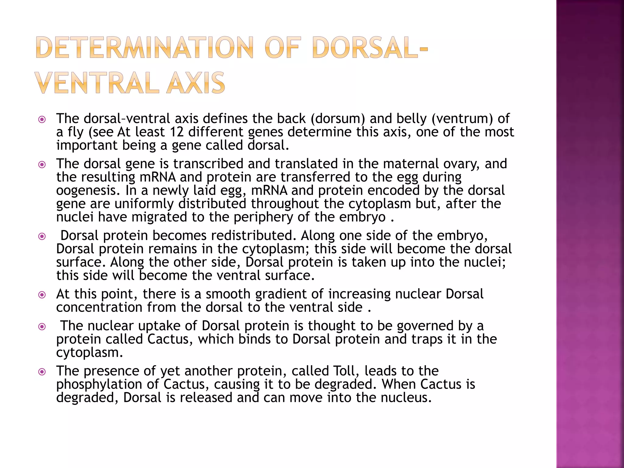 Development in drosophila ppt | PPTX