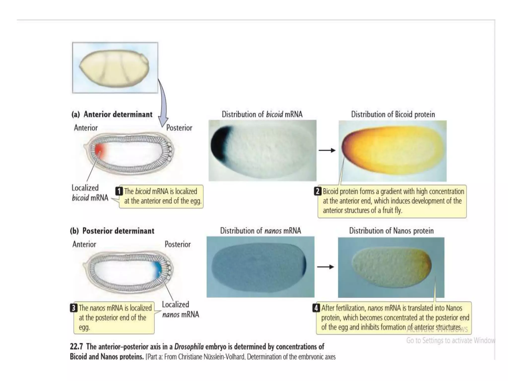 Development in drosophila ppt | PPTX