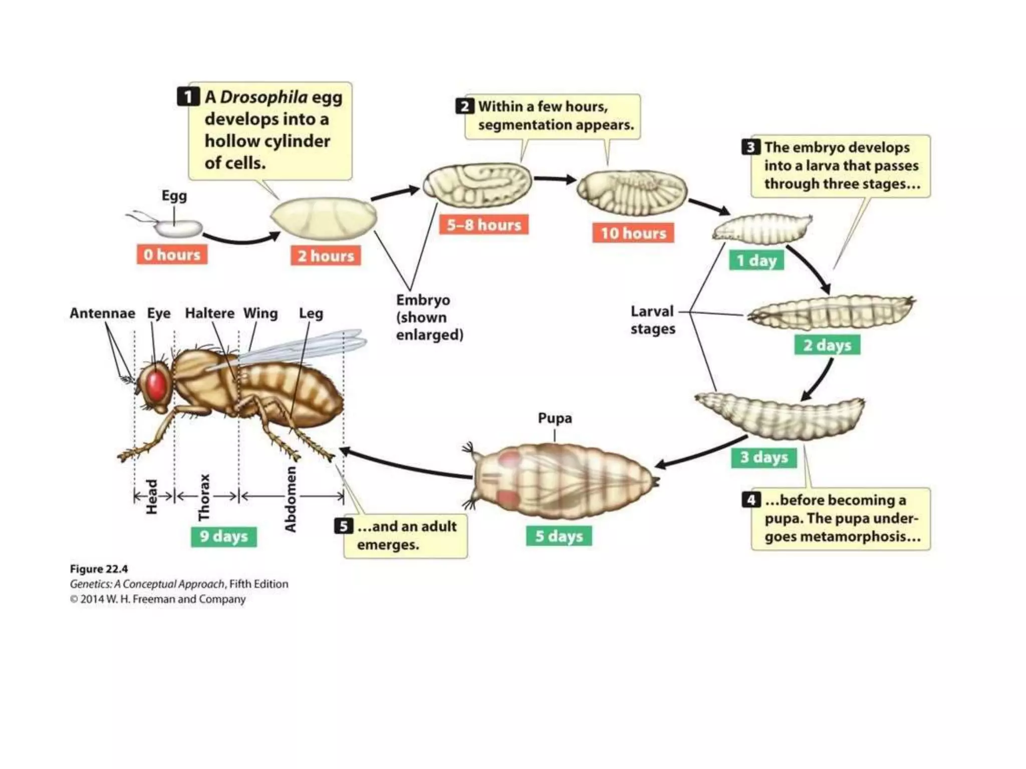 Development in drosophila ppt | PPTX