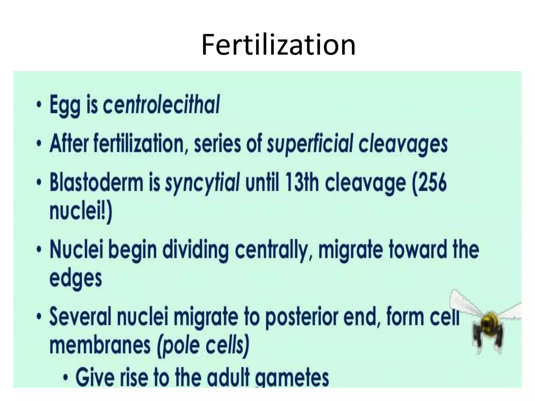 Development in drosophila ppt | PPTX