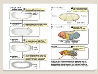 Development in drosophila ppt | PPTX