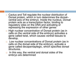 Development in drosophila ppt | PPTX