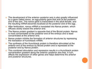 Development in drosophila ppt | PPTX