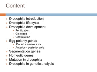 Development in drosophila ppt | PPTX