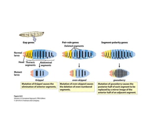 Development in drosophila ppt | PPTX
