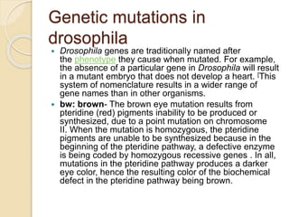 Development in drosophila ppt | PPTX
