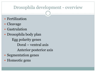 Development in drosophila ppt | PPTX