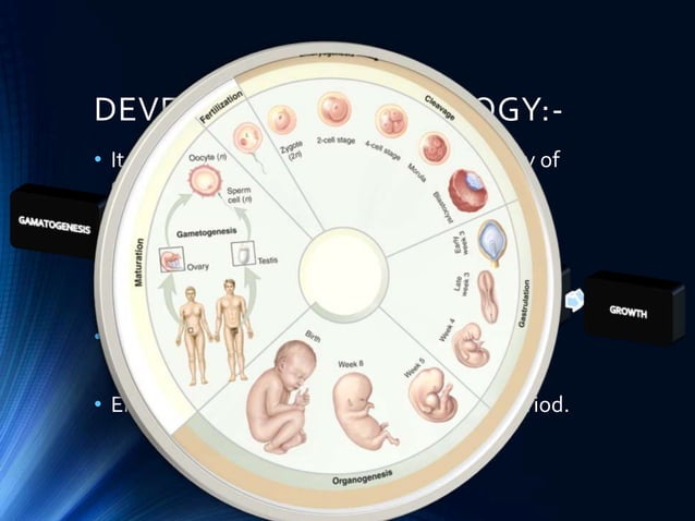 Development in human | PPTX | Biological Sciences | Science