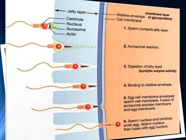 Development in human | PPTX | Biological Sciences | Science
