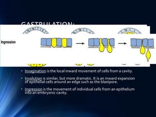 Development in human | PPTX | Biological Sciences | Science