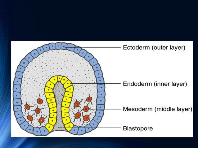 Development in human | PPTX | Biological Sciences | Science