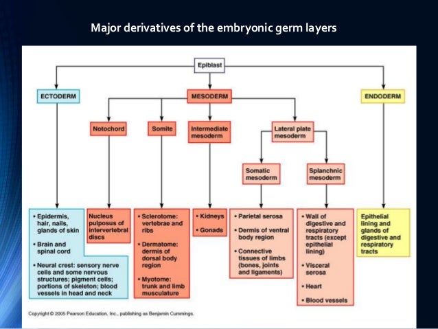 Development in human