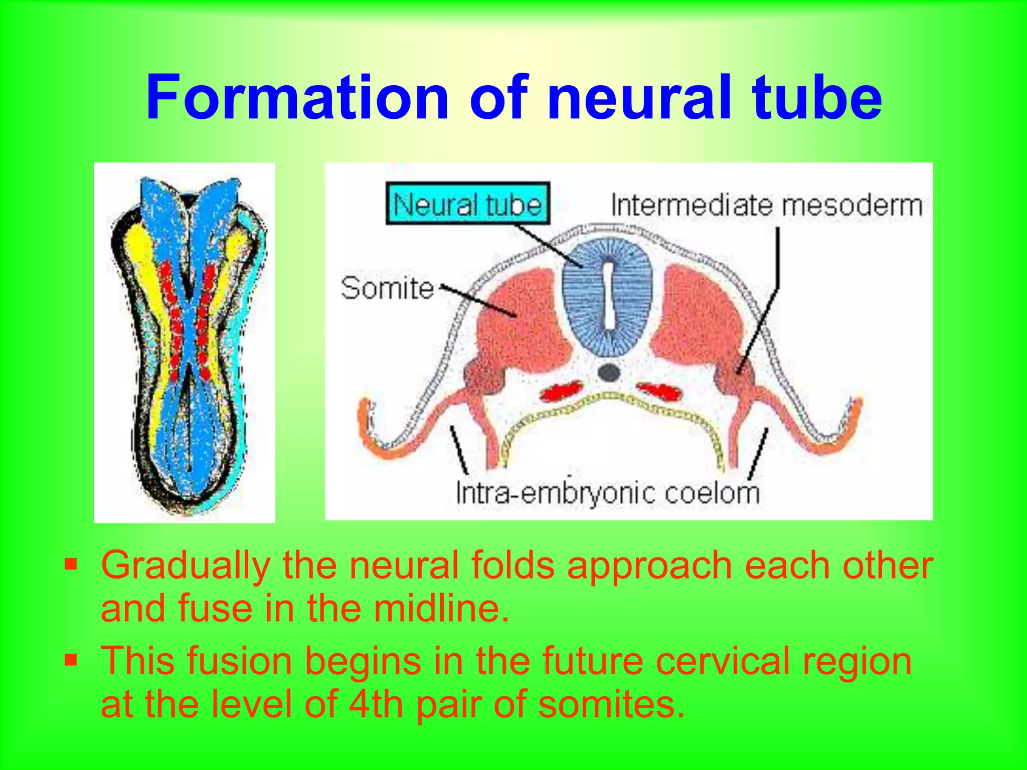 Development nervous system | PPT