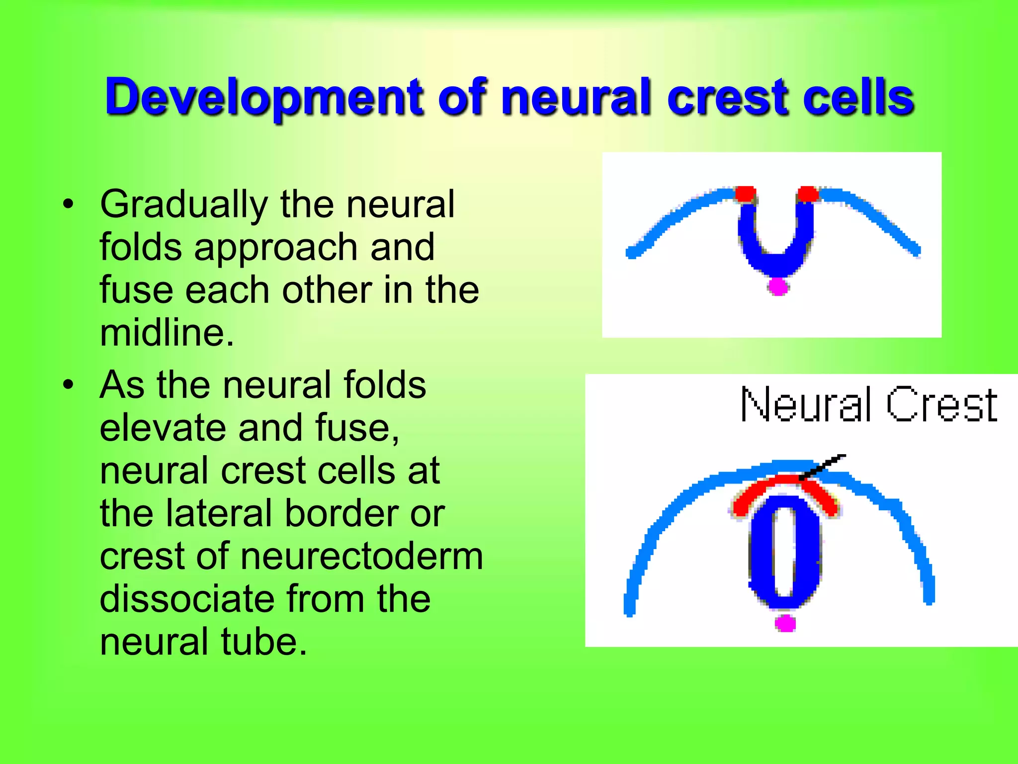 Development nervous system | PPT