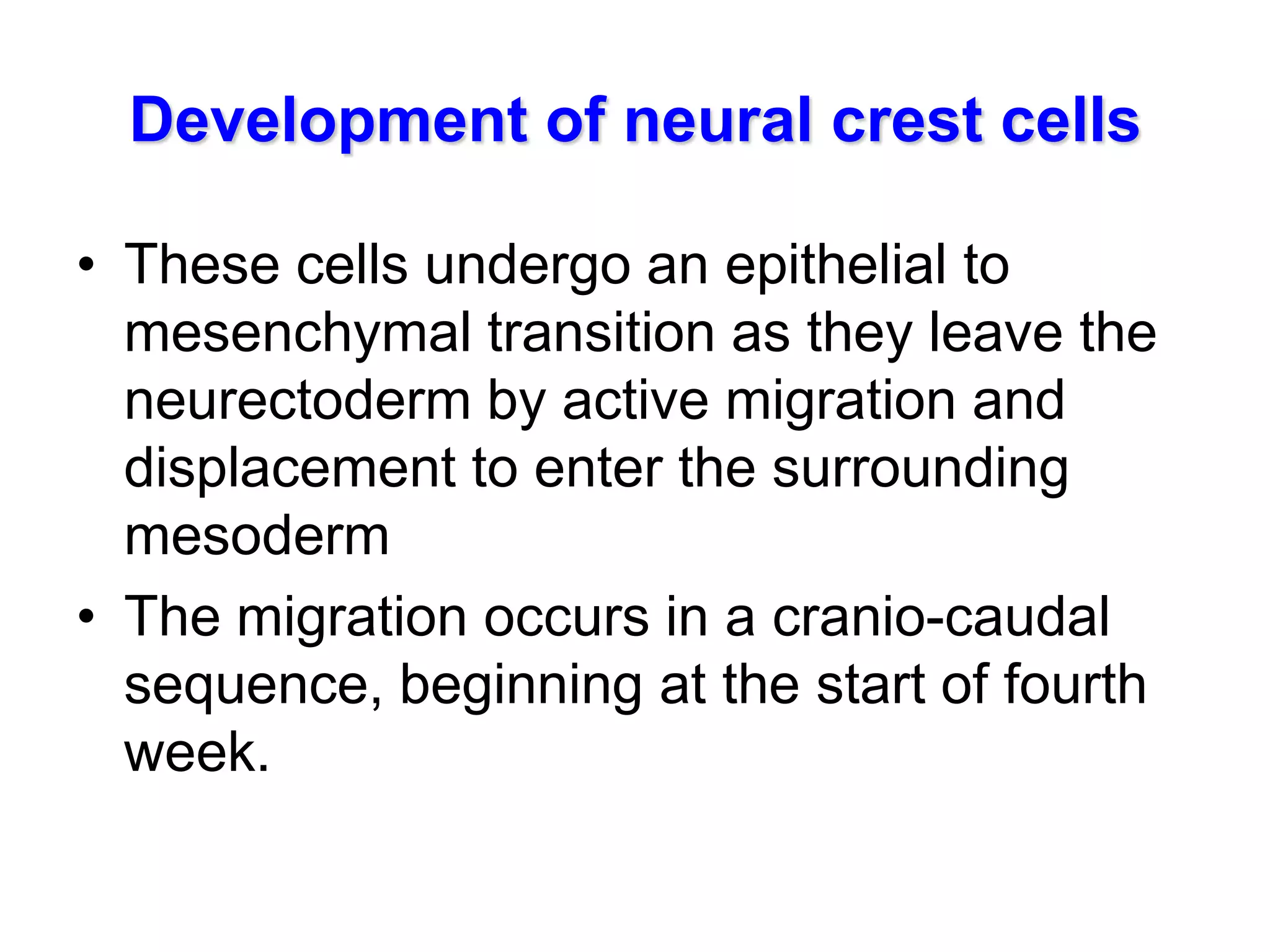 Development nervous system | PPT