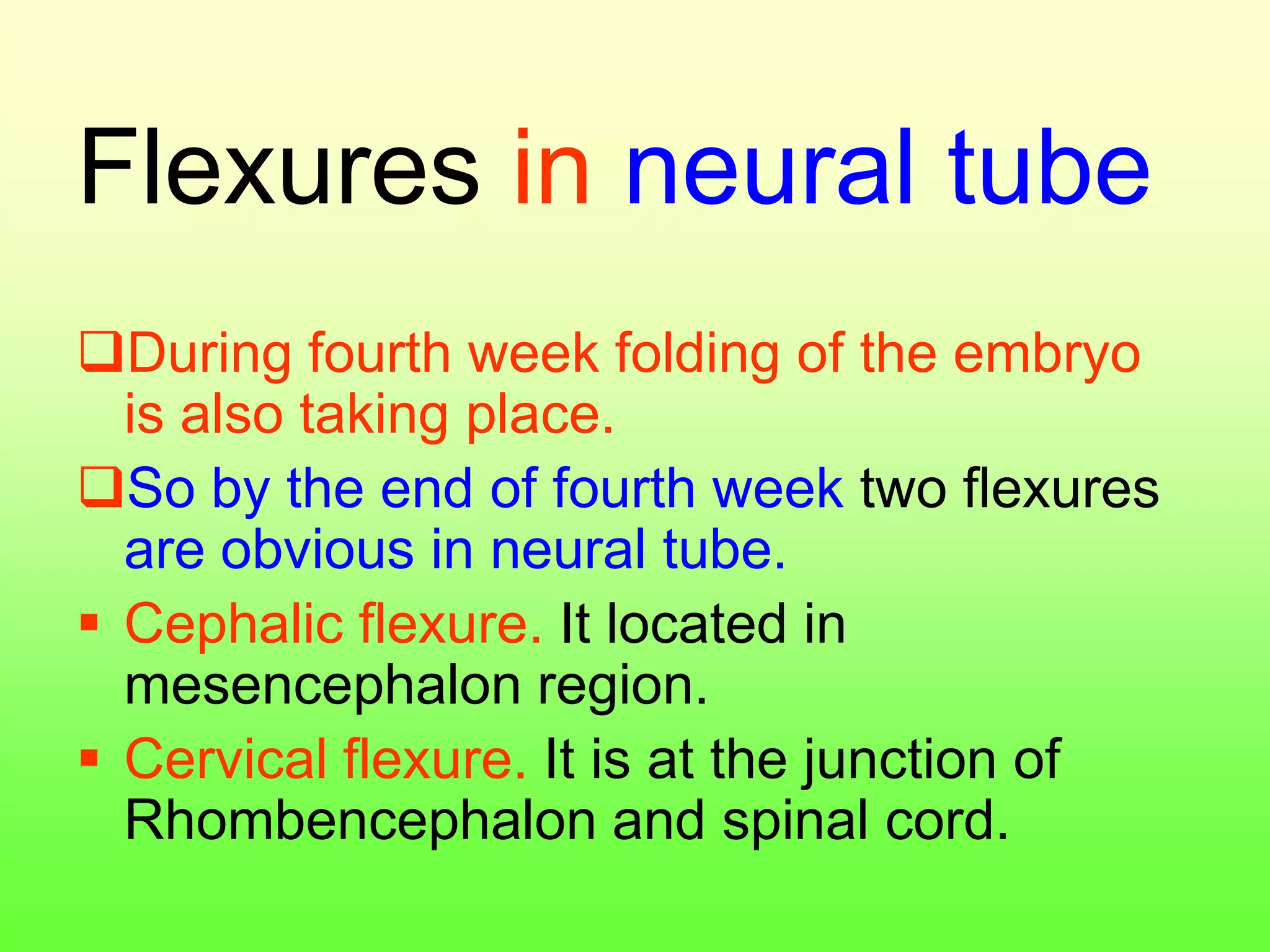 Development nervous system | PPT