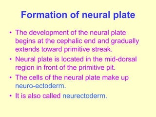 Development nervous system | PPT