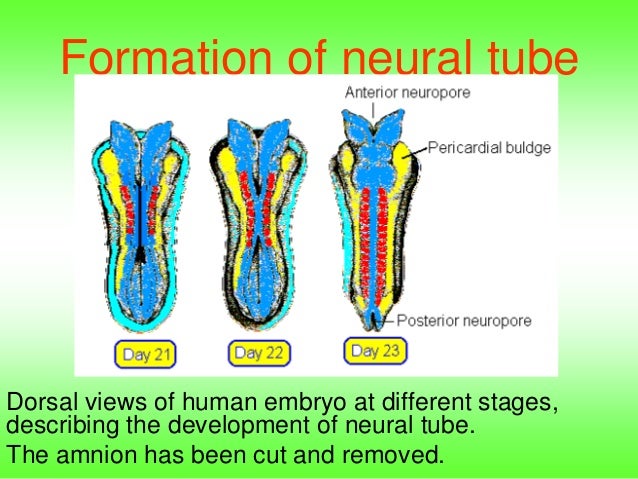 Development nervous system