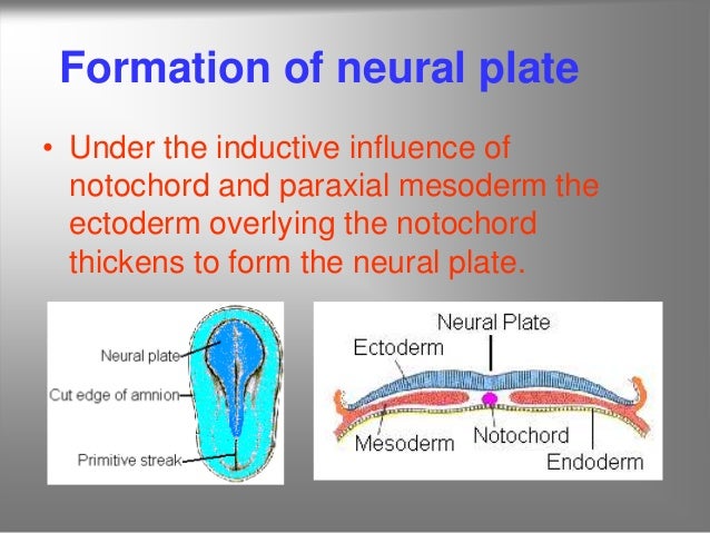 Development nervous system