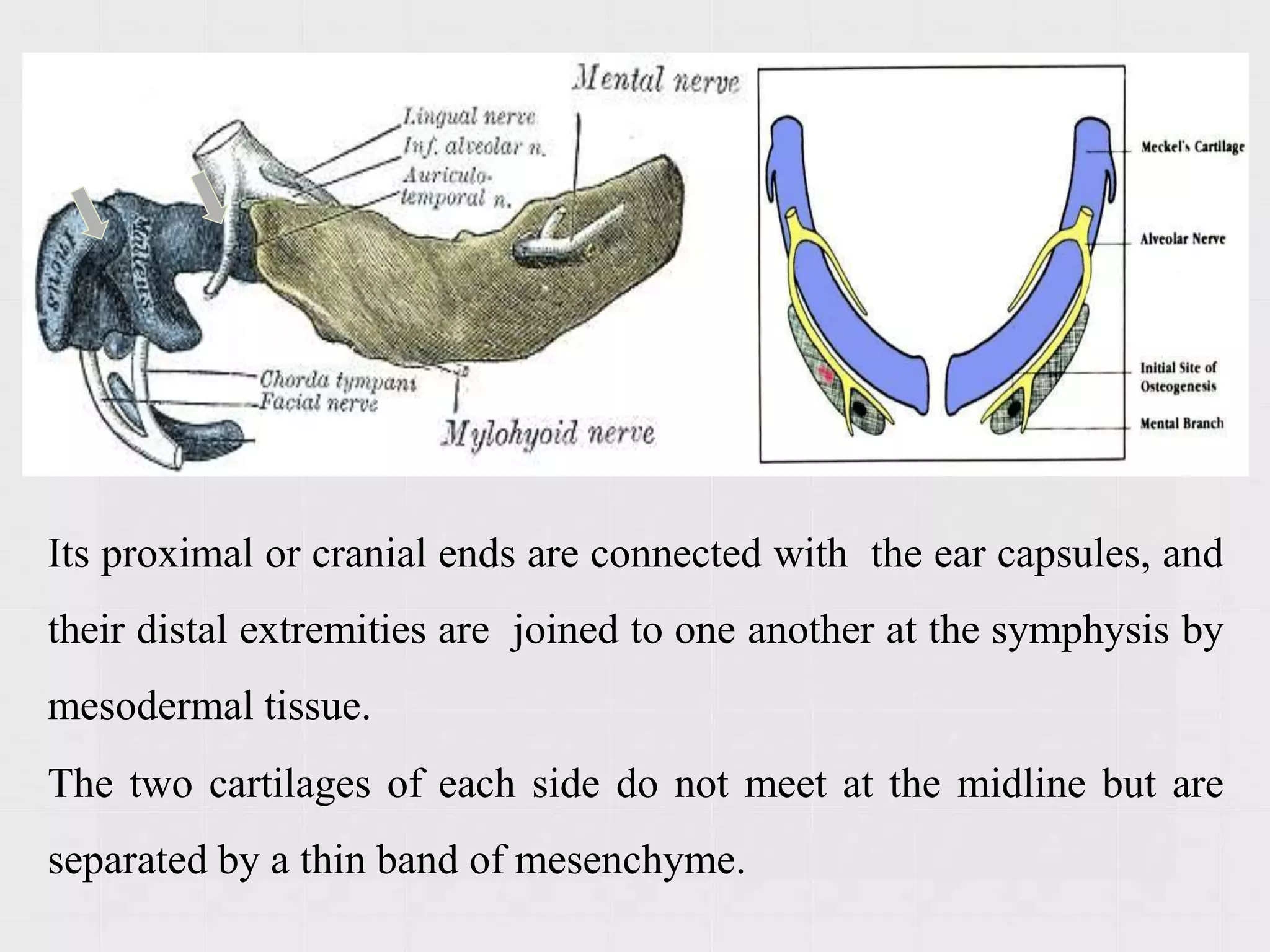 Development of mandible | PPTX