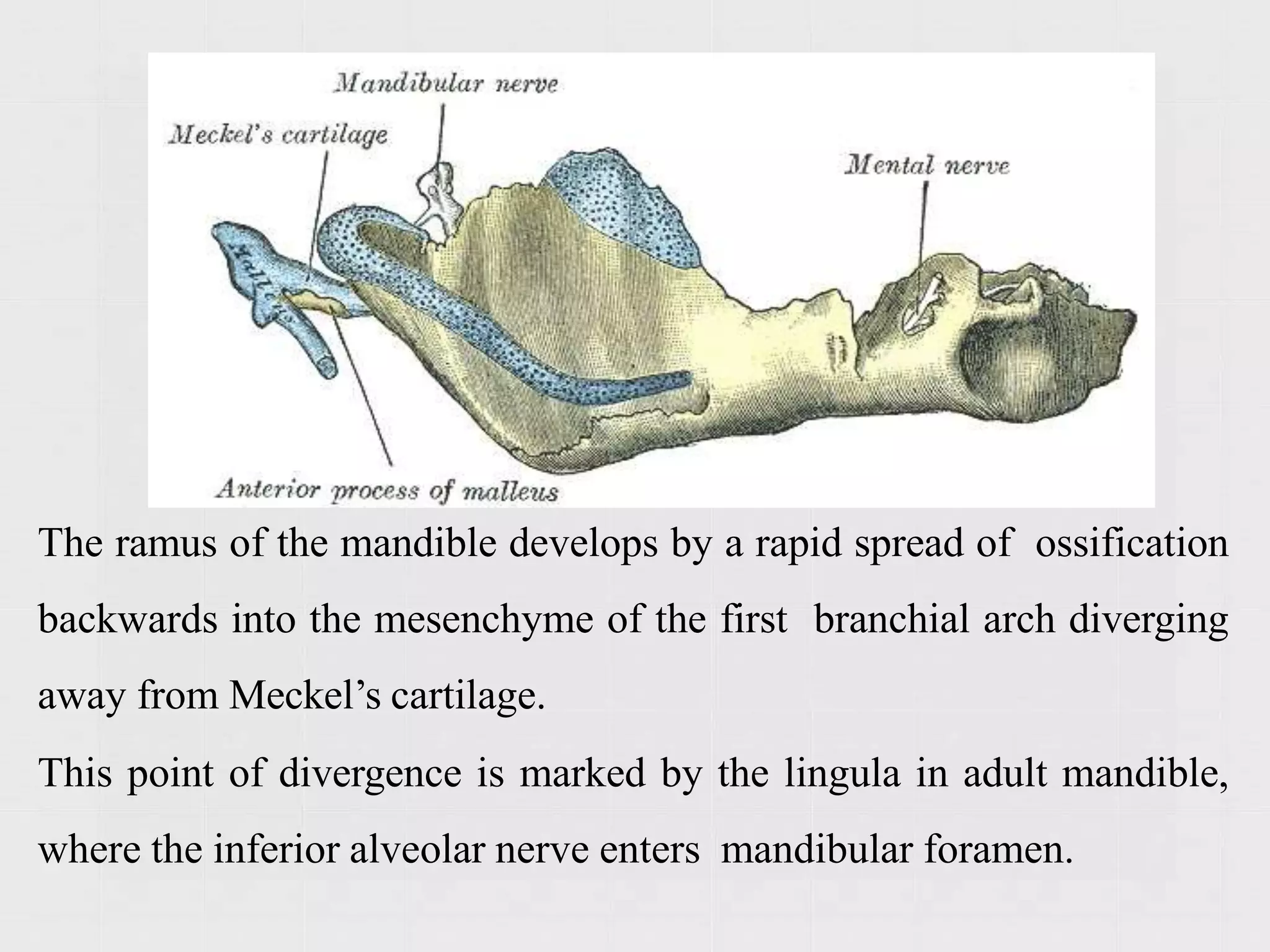 Development of mandible | PPTX